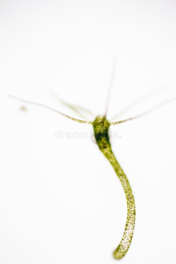 Hydra Under the Microscope for Education. Stock Photo - Image of ...