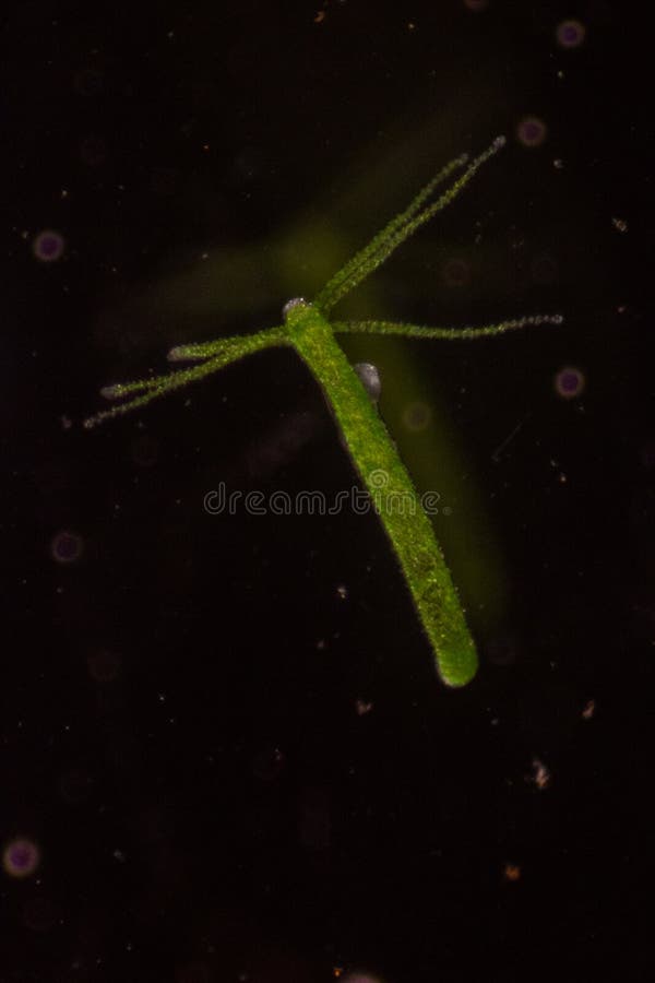 Hydra Under the Microscope for Education. Stock Image - Image of ...