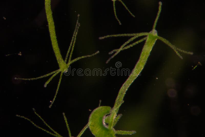 Hydra Under Microscope
