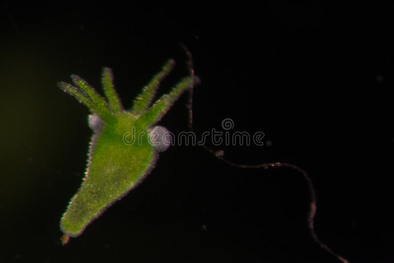 Hydra Under the Microscope for Education. Stock Photo - Image of ...
