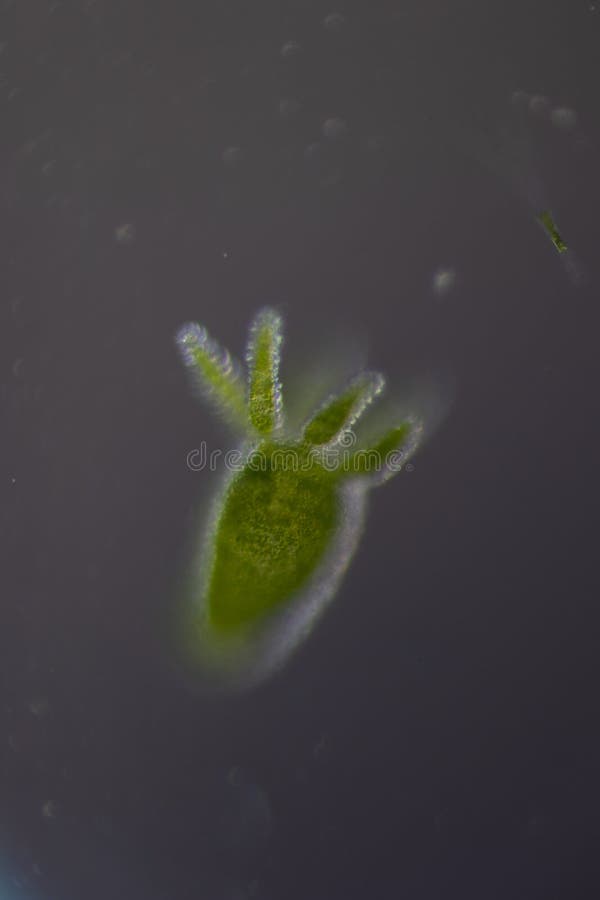 Hydra Under the Microscope for Education. Stock Photo - Image of ...