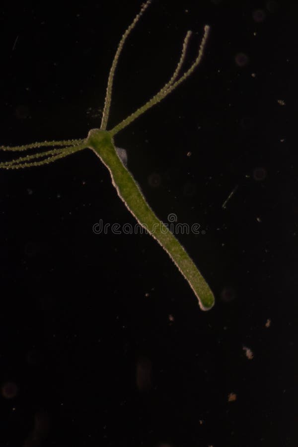 Hydra Under the Microscope for Education. Stock Photo - Image of medusa ...