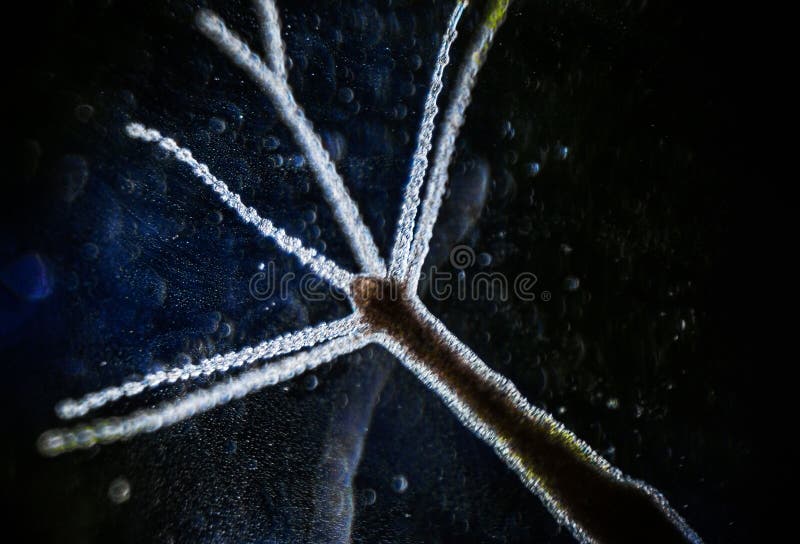 Hydra Under Microscope 40x