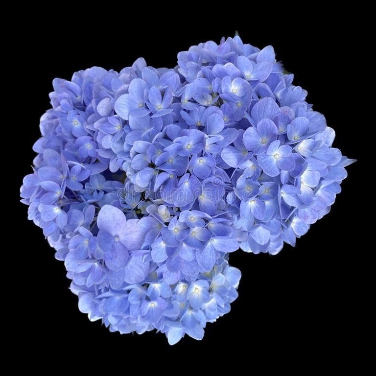 Blue Hydrangea stock photo. Image of bush, bright, beauty - 262141580
