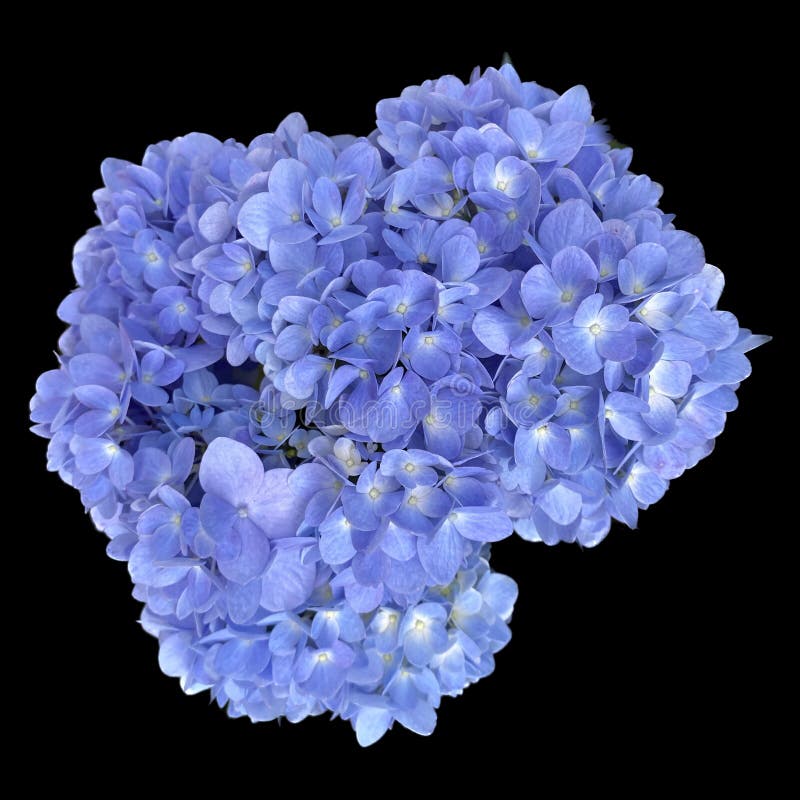 Blue Hydrangea stock image. Image of vector, bush, nature - 262144565