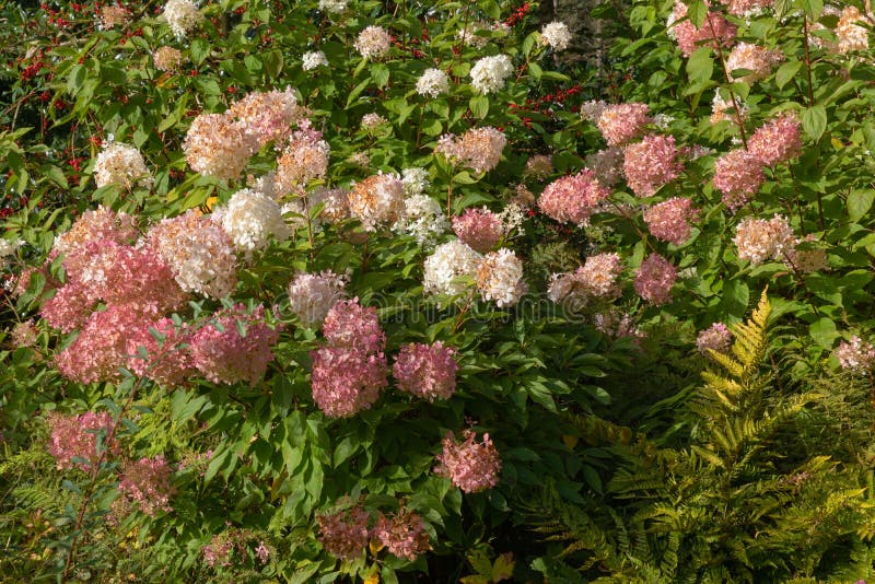 Hydragea Paniculata Phantom Stock Photo - Image of devon, gardens ...