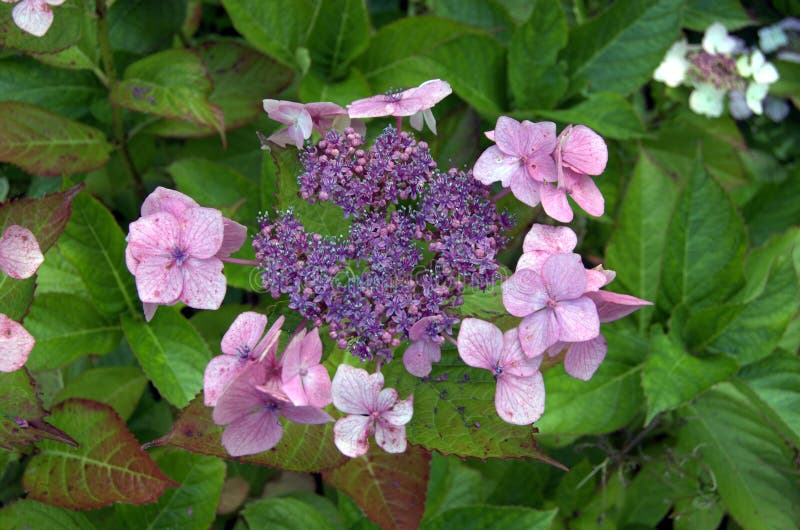 Hydranga flower stock image. Image of gardening, boquet - 11245691