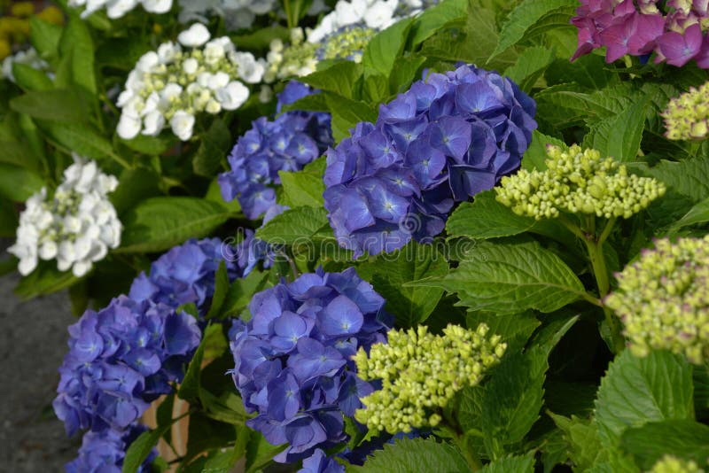 Hydrangea stock image. Image of lilac, bush, mothers, shrub - 1010005