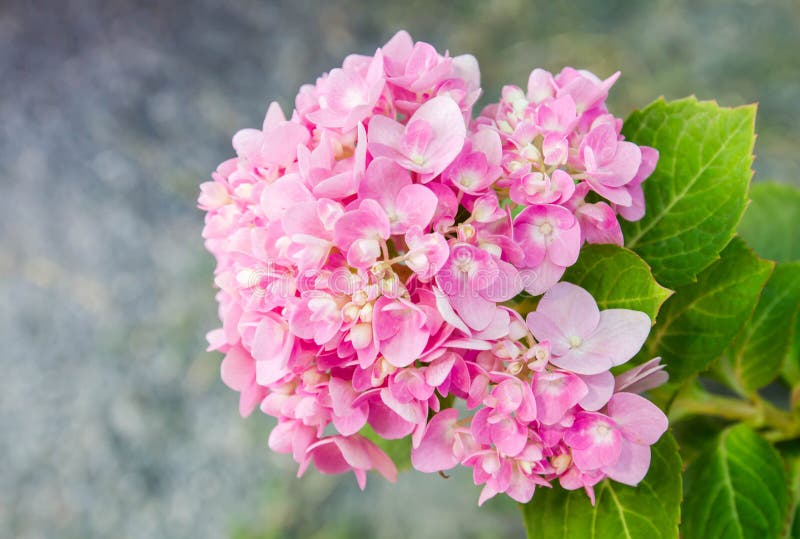 Hydrangea stock photo. Image of nature, head, single - 152561018