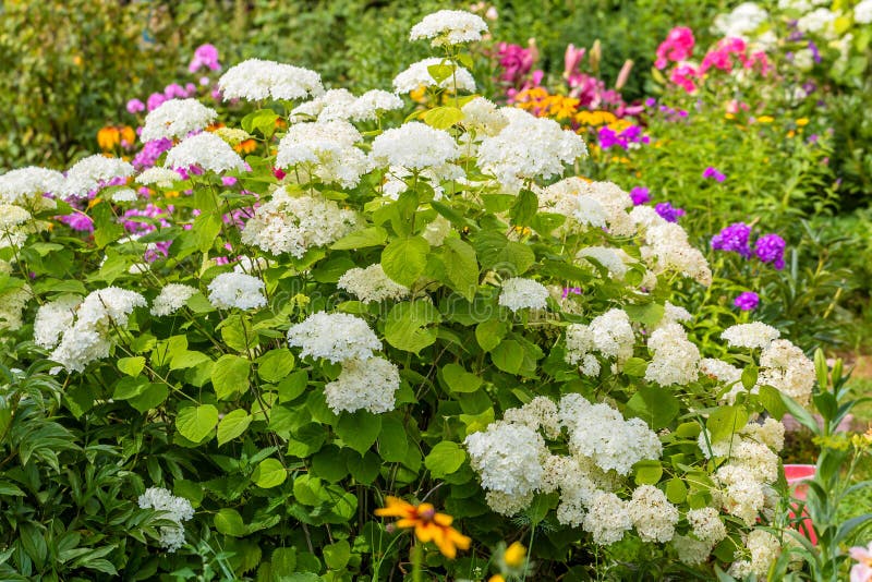 Hydrangea, Annabelle Smooth Hydrangea. Hydrangea Arborescens Annabelle ... Hydrangea, Annabelle Smooth Hydrangea. Hydrangea Arborescens Annabelle ...