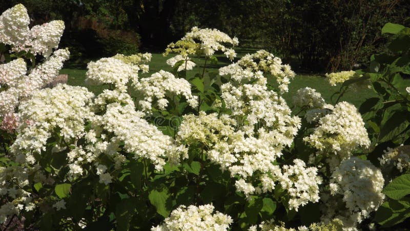 Hydrangea Arborescens, Also Known As the Smooth Hydrangea Stock Video ...