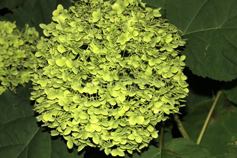 Hydrangea Arborescens `Annabelle`, Sevenbark Stock Image - Image of ...