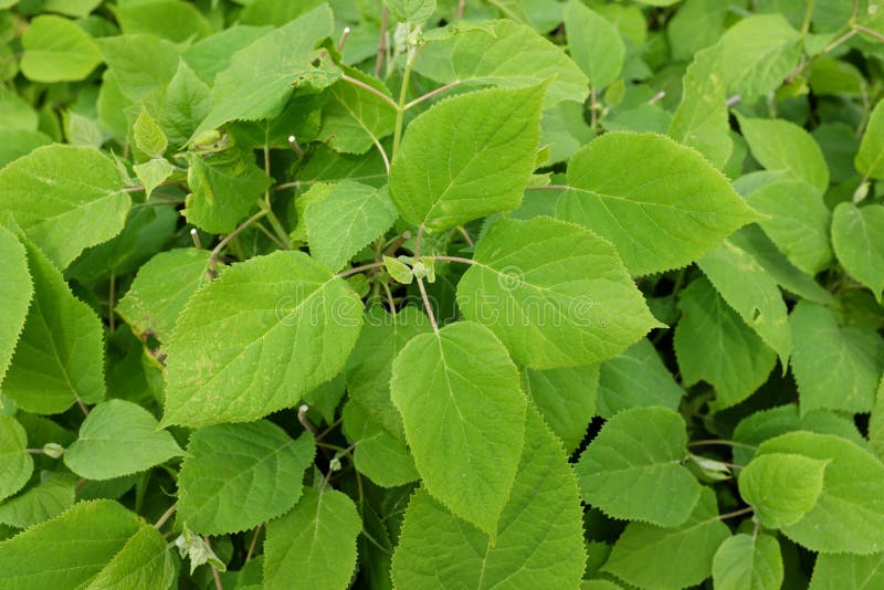 Hydrangea Arborescens Root Stock Photos - Free & Royalty-Free Stock ...