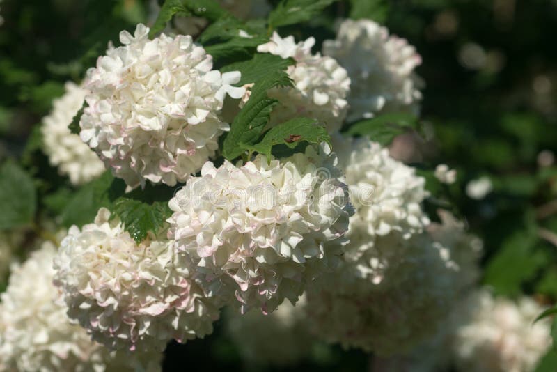 Hydrangea Arborescens, Sevenbark Flowers Closeup Selective Focus Stock ...