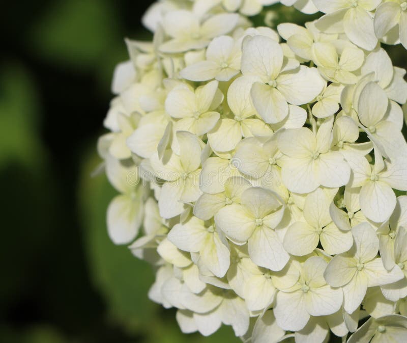 Hydrangea Arborescens (smooth Hydrangea) Stock Photo - Image of flora ...