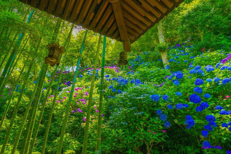 Hydrangea and Bamboo Forest Stock Photo - Image of weather, season ...