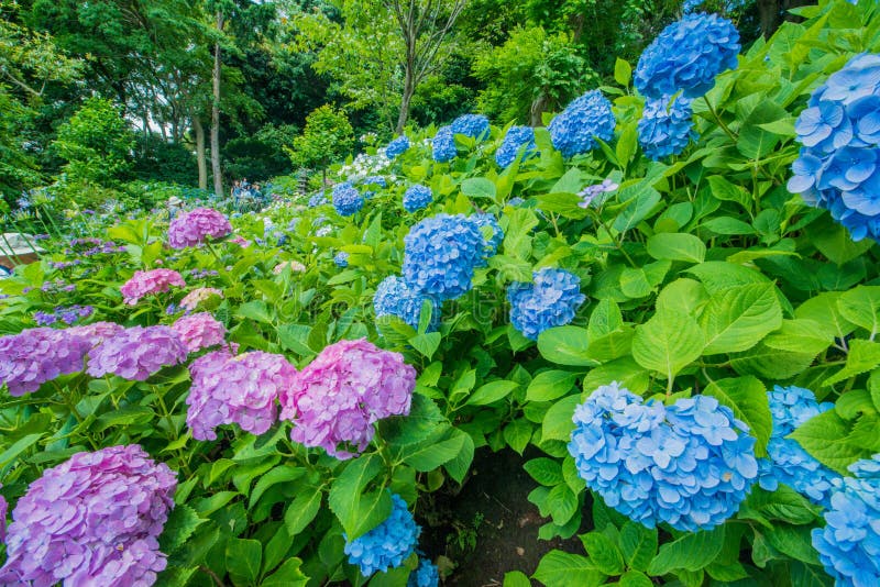 Hydrangea stock photo. Image of head, cool, 24mm, budda - 73088082