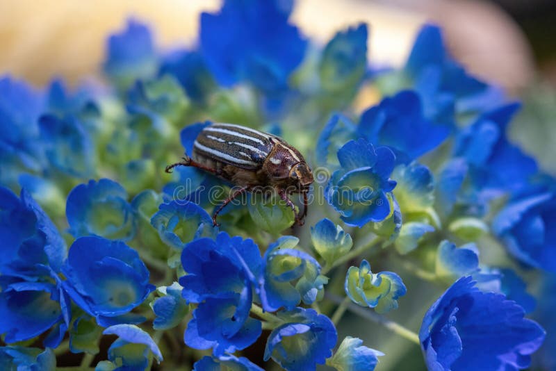 Big 10 Striped June Beetle Crawling on Blue Hydrangea Stock Image ...