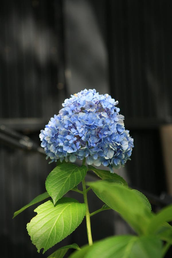 Hydrangea and black wall stock image. Image of wildflower - 261404545