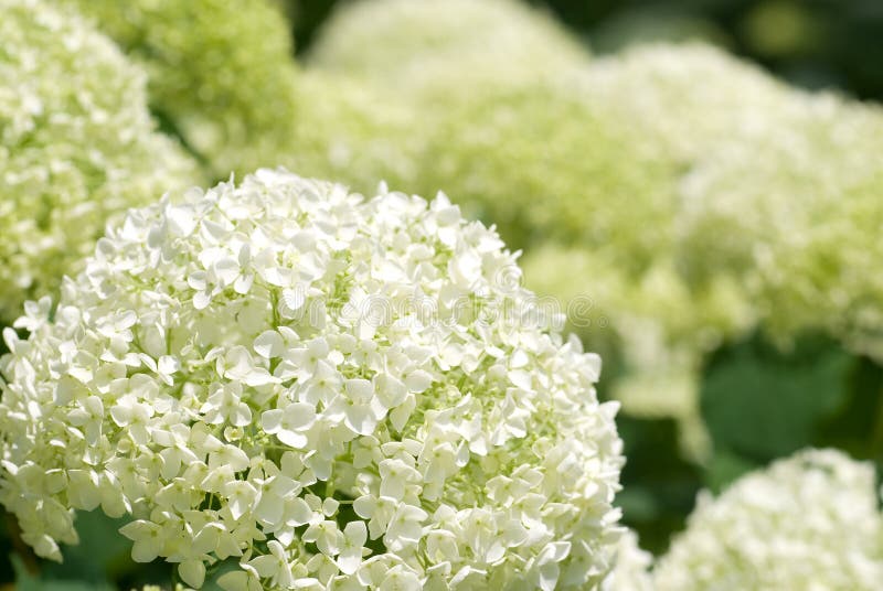 Hortensia blanche photo stock. Image du flore, centrales - 18634206