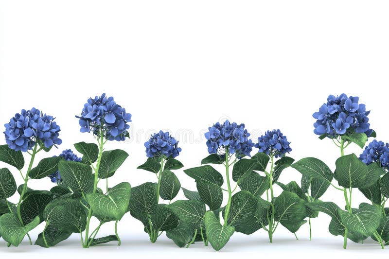 Hydrangea Bloom on a Clear Background Stock Image - Image of beautiful ...