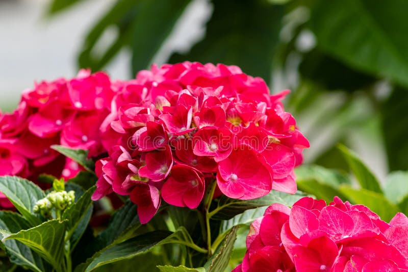 Hydrangea Blooming in a Beautiful Red Garden Stock Image - Image of ...