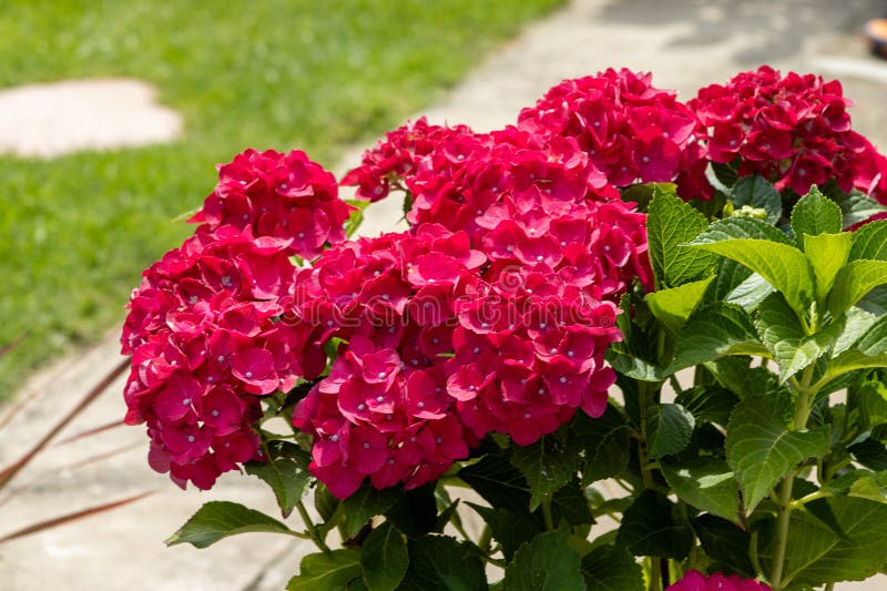 Hydrangea Blooming in a Beautiful Red Garden Stock Image - Image of ...