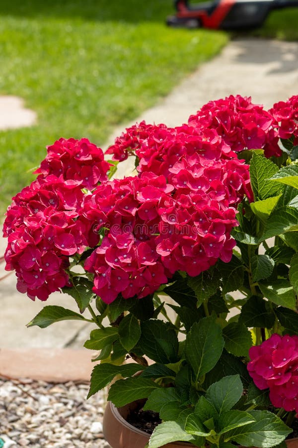 Hydrangea Blooming in a Beautiful Red Garden Stock Image - Image of ...