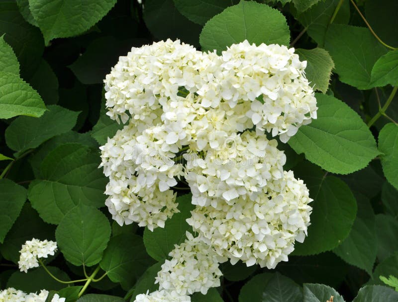 A Hydrangea is Blooming in the Garden Stock Image - Image of decoration ...