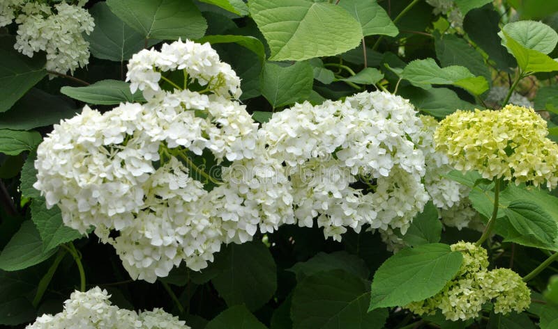 A Hydrangea is Blooming in the Garden Stock Image - Image of pattern ...