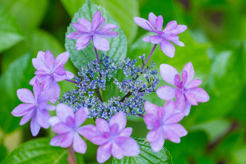 Beautiful Hydrangea in Japan Stock Photo - Image of petal, meadow ...
