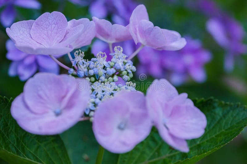 Beautiful Hydrangea in Japan Stock Image - Image of wildflower, petal ...