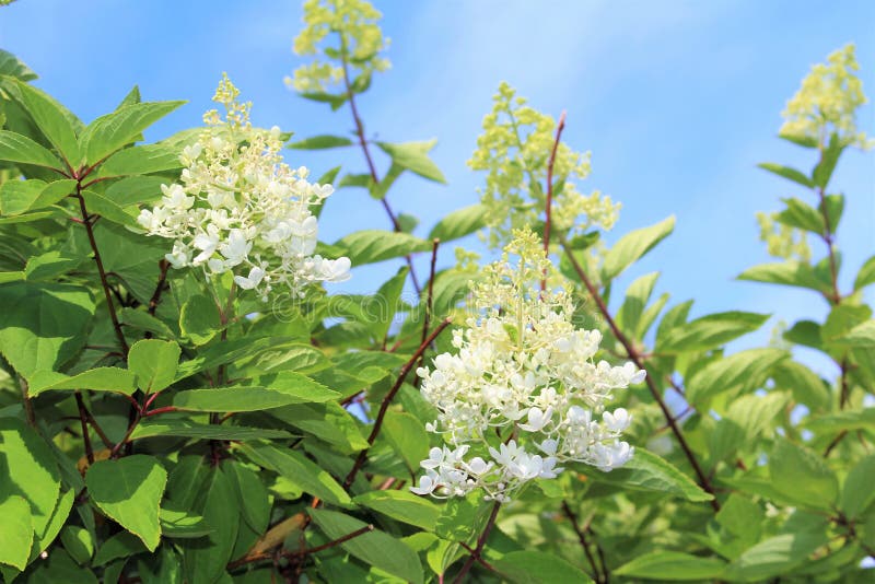Lovely Beautiful Blooming Lilac Hydrangea Stock Photo - Image of ...