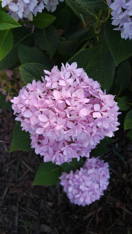 Hydrangea blooms in garden stock image. Image of garden - 79453825