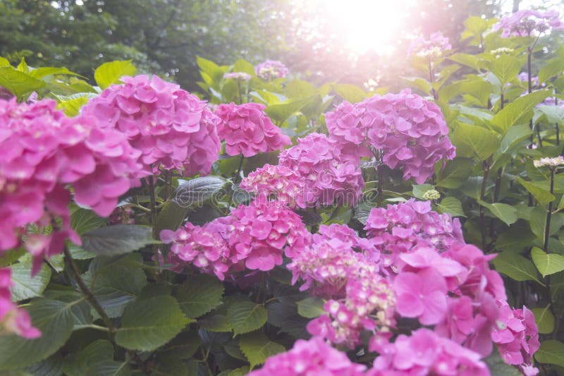Hydrangea Blooms, Panorama in Sunset Rays Stock Photo - Image of spring ...