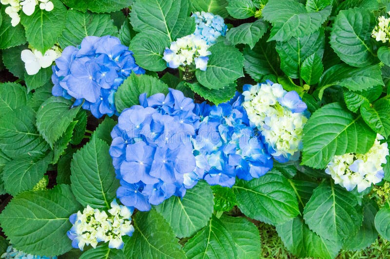 Hydrangea Blue Bloom Beautifully in the Garden Stock Photo - Image of ...