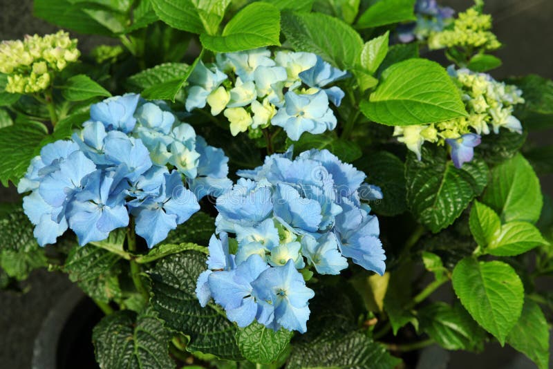 Hydrangea Blue Color, a Few Pieces Stock Image - Image of gift, mood ...