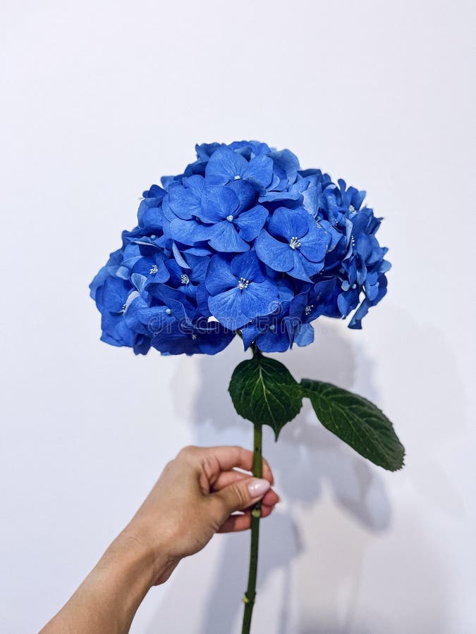 Hydrangea stock image. Image of botanical, flower, ball - 282470645