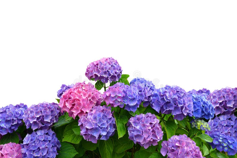 109,296 Hydrangea Stock Photos - Free & Royalty-Free Stock Photos from ...