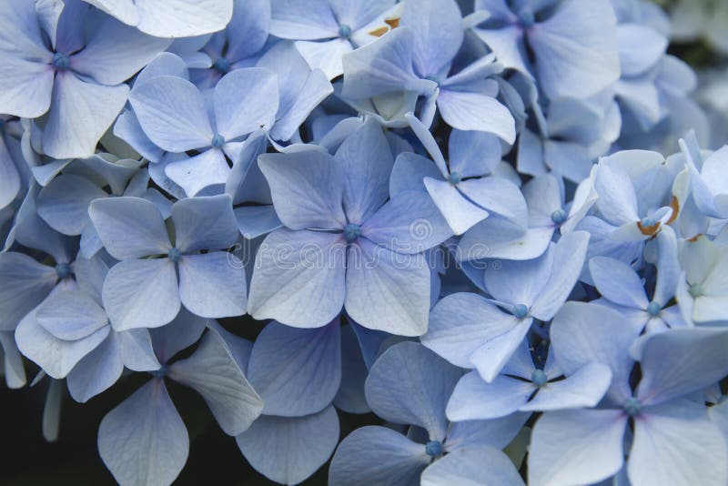 Hydrangea Blue Flowers Close Up Stock Image - Image of ajisai ...