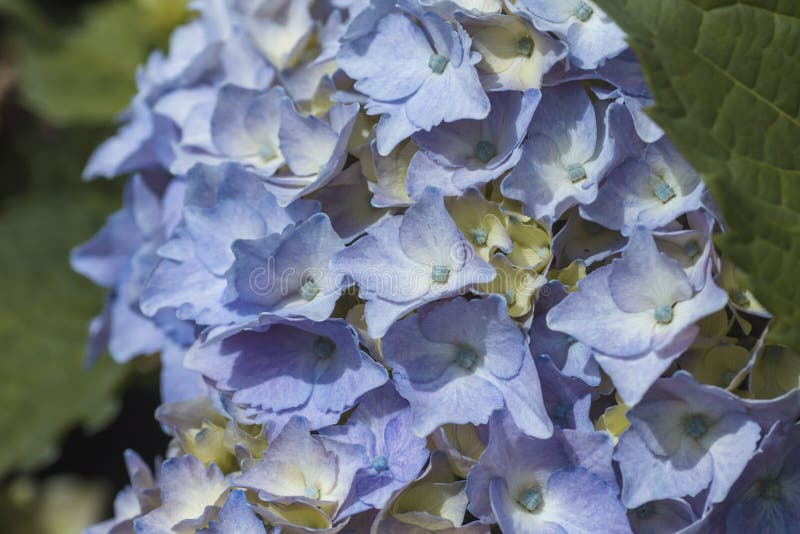Hydrangea blue flowers stock photo. Image of endless - 190114078