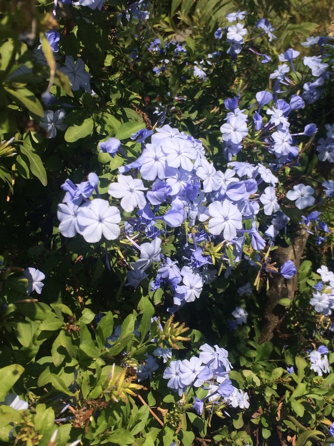 Hydrangea Blue White Flowers Stock Image - Image of spring, flowers ...