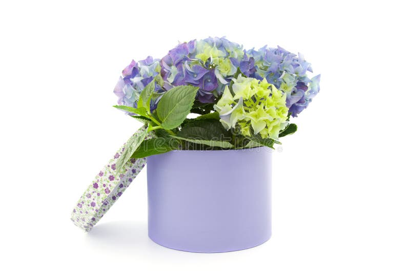 Hydrangea in box stock photo. Image of plant, beautiful - 32355686