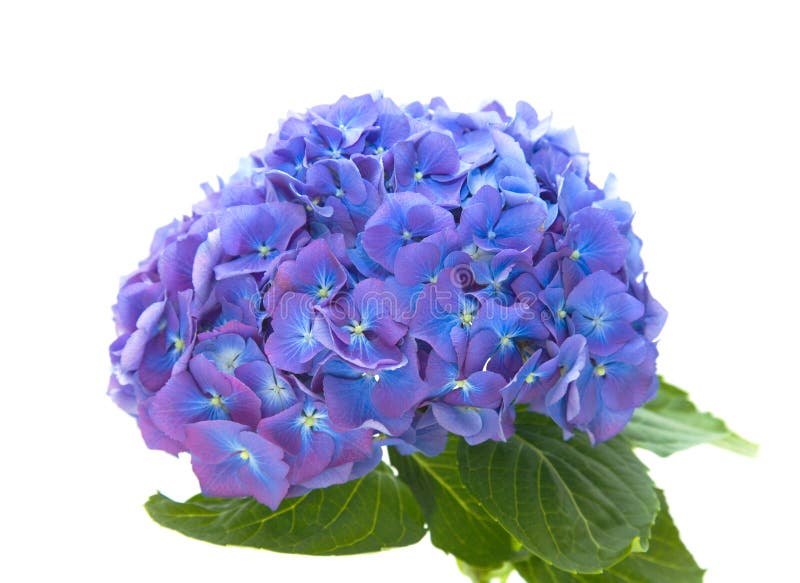 Hydrangea Brillante De La Azul-lila Imagen de archivo - Imagen de ...