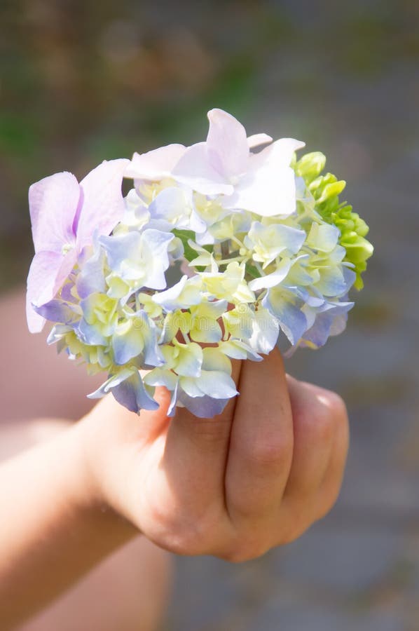 Hydrangea bud in the hand stock image. Image of leaf - 31978373