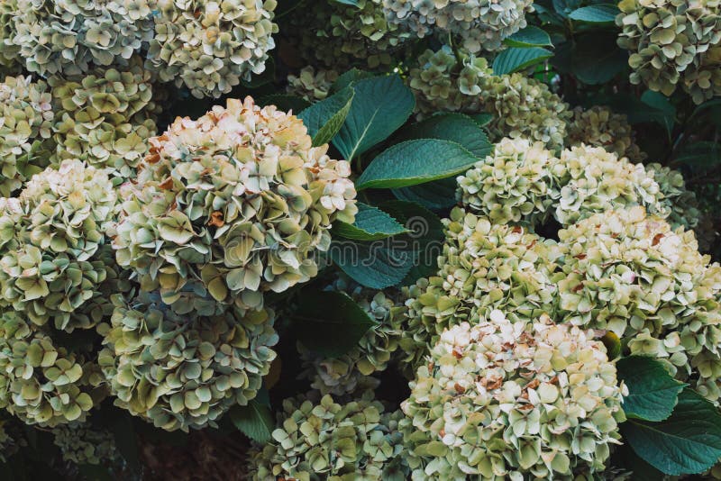 Blooming Hydrangea Bush. Plants and Flowers Stock Photo - Image of ...