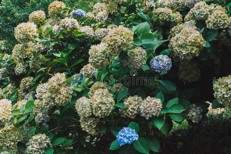 Hydrangea Bush in the Garden. Summer Bloom. Floral Background Stock ...