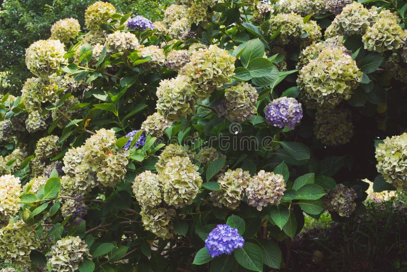 Hydrangea Bush in the Garden. Withered Flowers Stock Photo - Image of ...