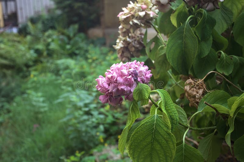 Hydrangea bush in bloom stock image. Image of florist - 339150953