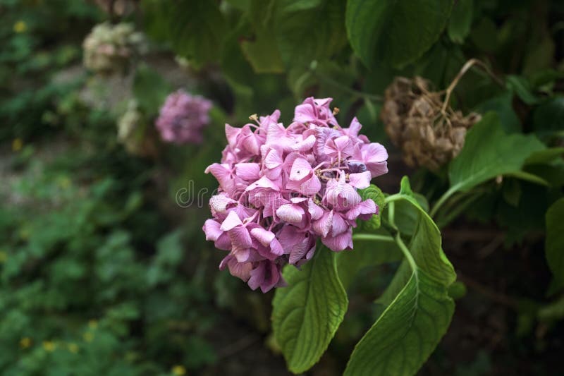 Hydrangea bush in bloom stock image. Image of garden - 339151115
